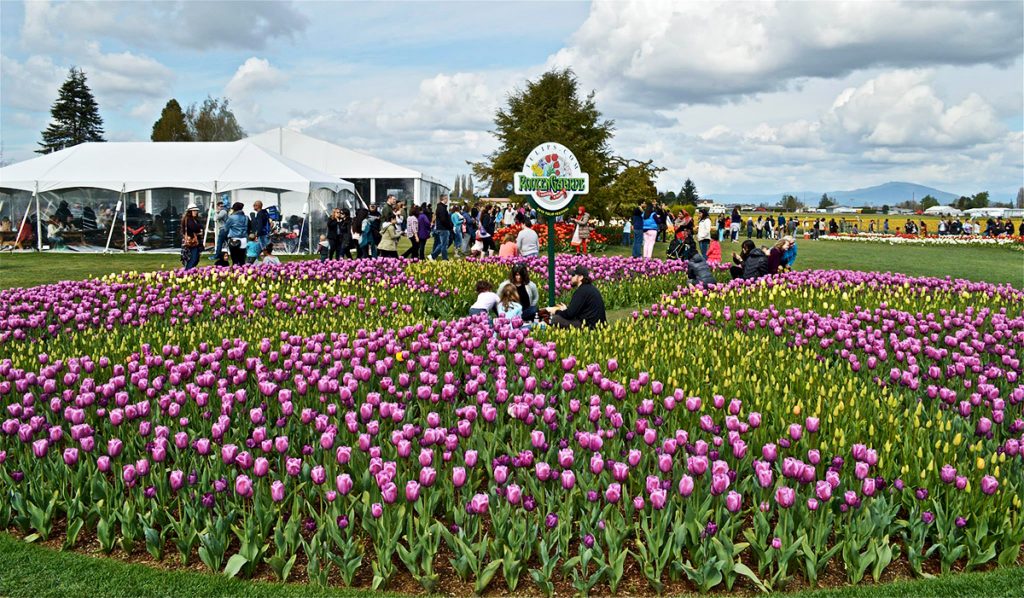 Skagit Valley Tulip Festival Day Trip | Customized Tours | Seattle's ...