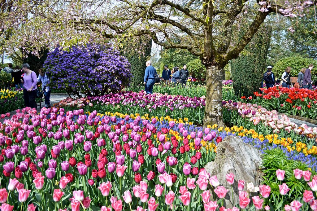 Skagit Valley Tulip Festival Day Trip | Customized Tours | Seattle's ...